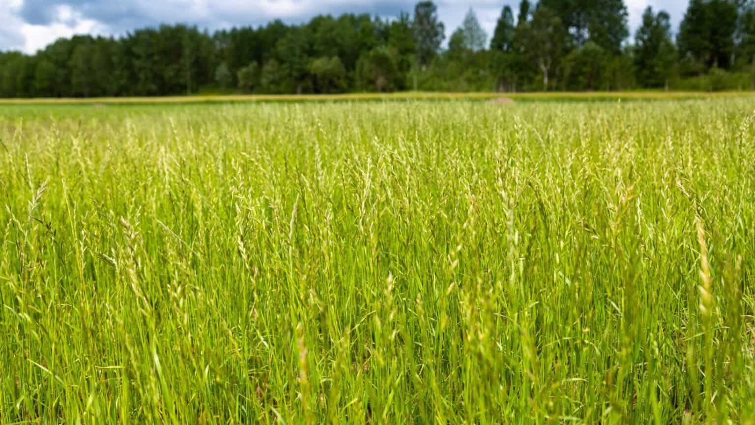 Tick Season Is Here: Tips to Stay Safe From Lyme Disease and Other Tick ...