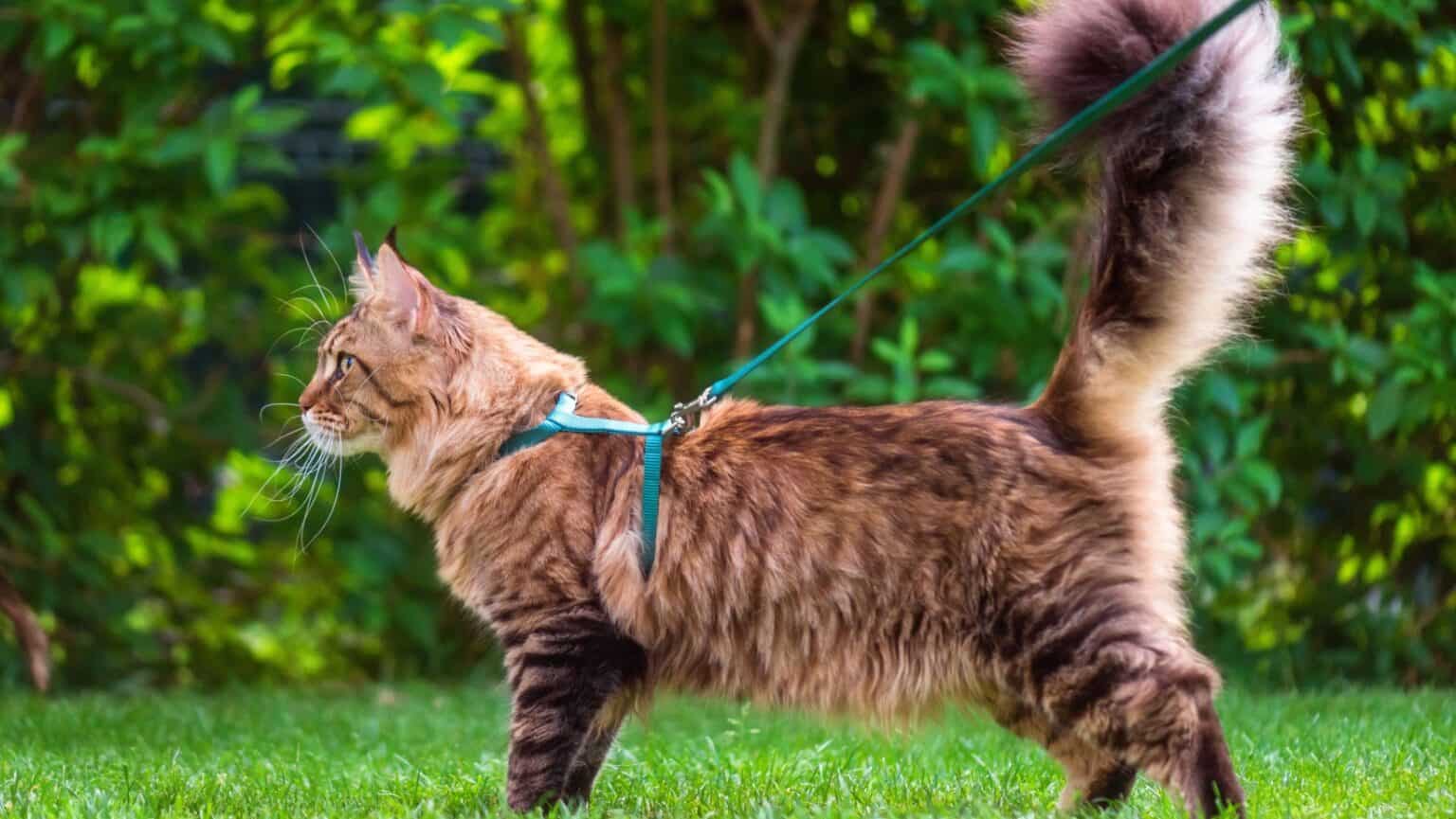 Adventure Catting: How To Turn Your Feline Into An Outdoor Explorer ...