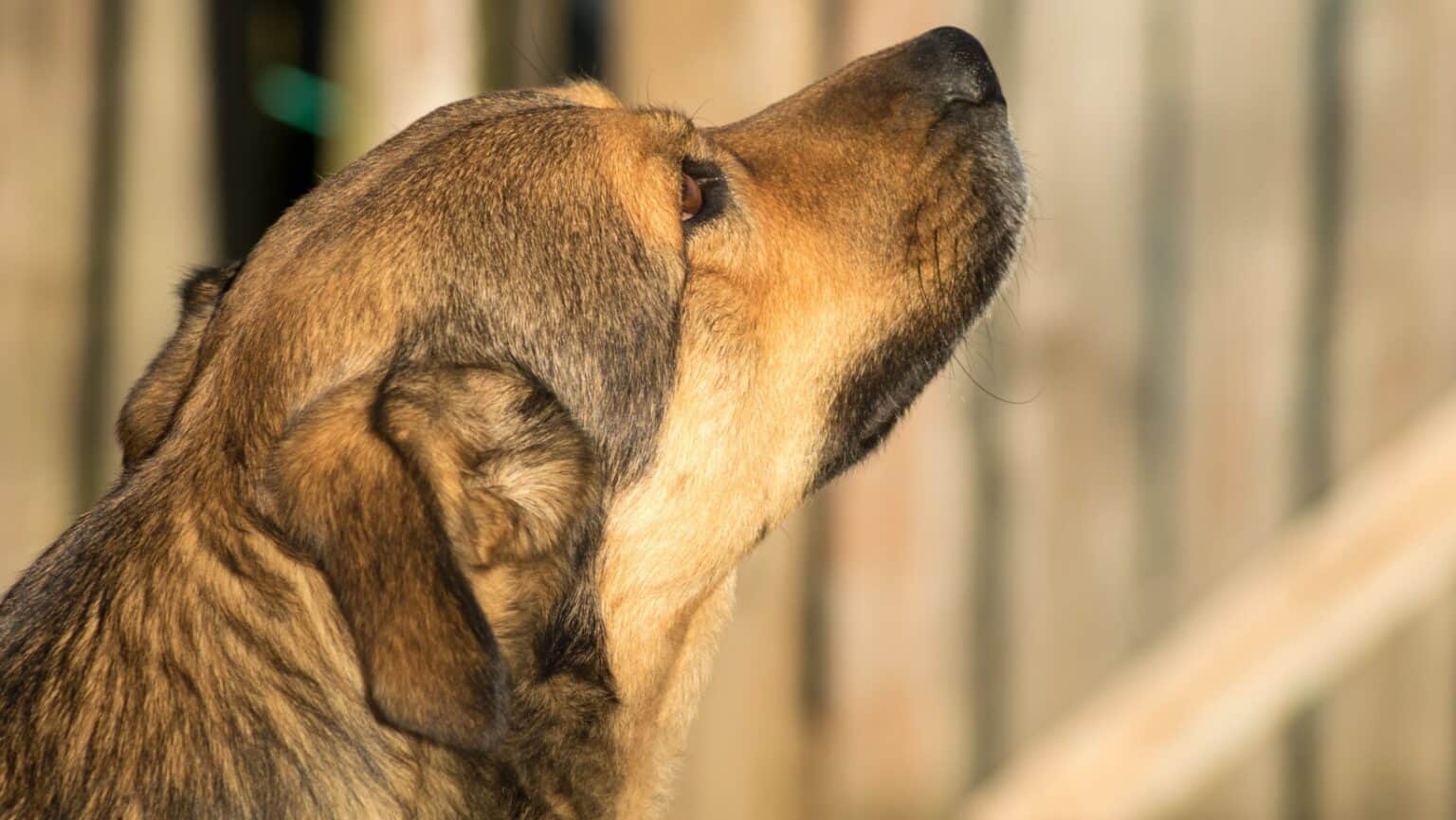 10 reasons why your dog stares at you - The Queen Zone