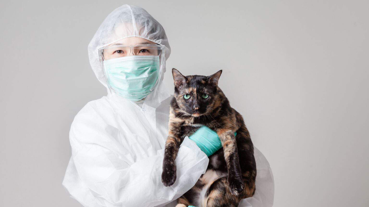 How To Protect Your Cat During The H5N1 Avian Flu Outbreak - The Queen Zone