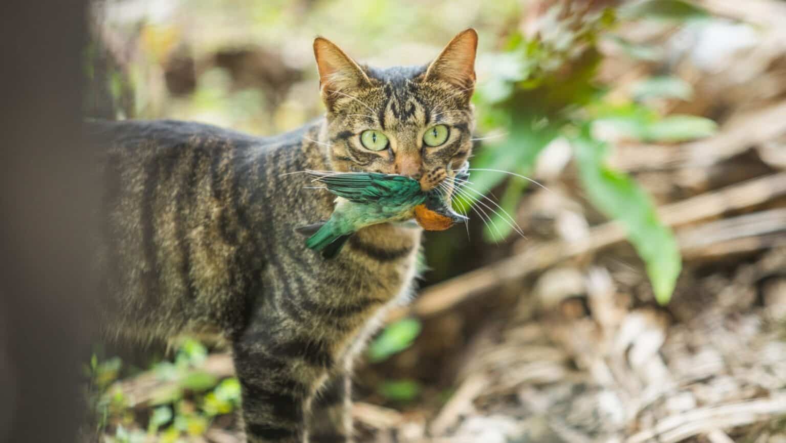 8 Animals That Can Reproduce Without A Mate - The Queen Zone