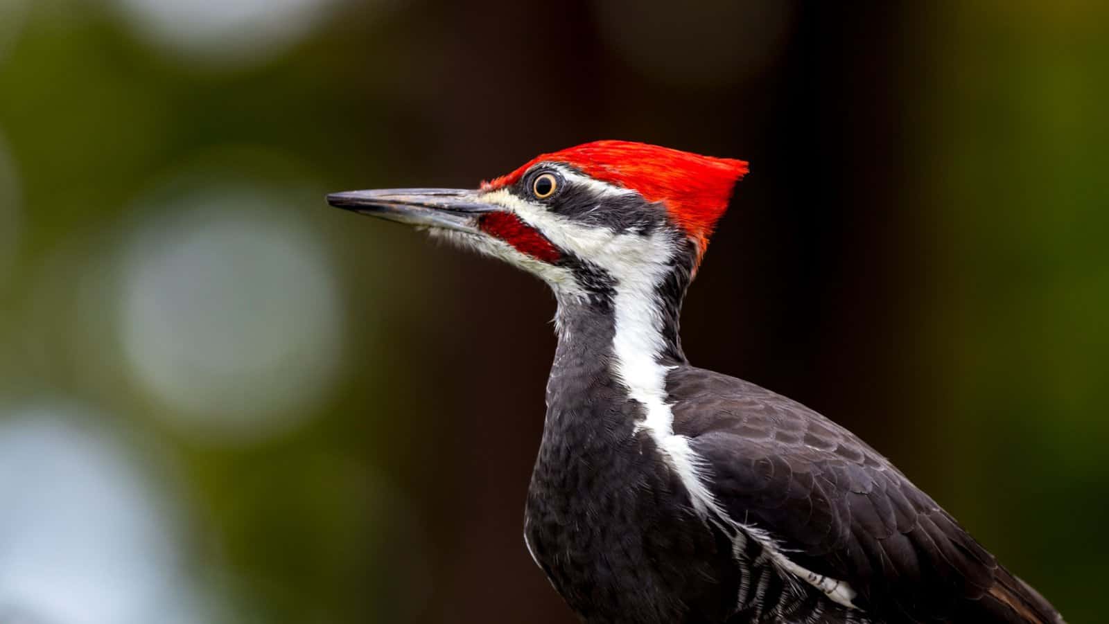 The Ultimate Guide To Attracting Your Favorite Birds - The Queen Zone