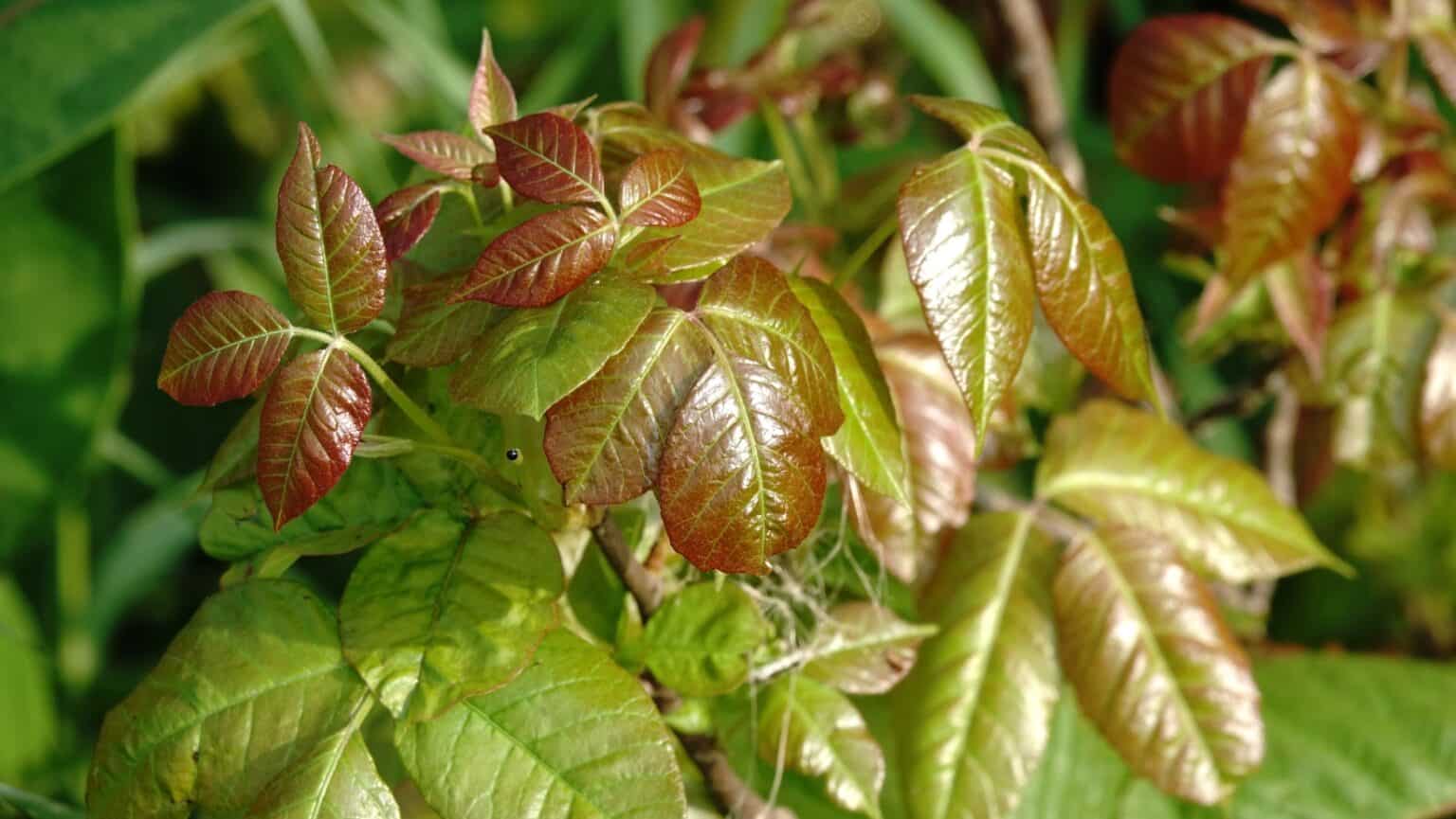 Why Poison Ivy Is More Dangerous Than You Think—Even If You Were Once ...