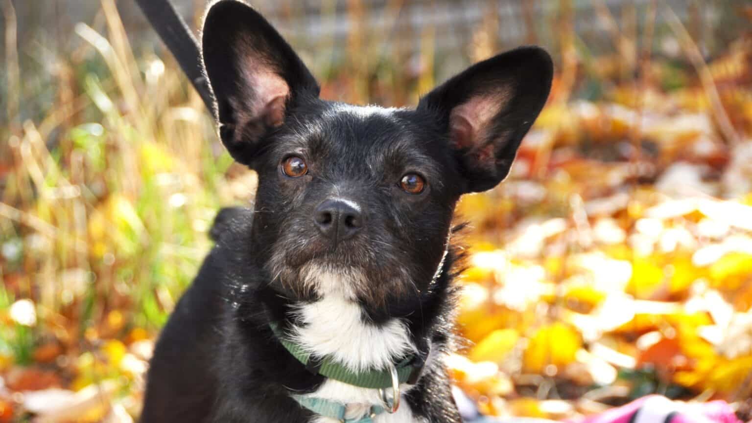 How to Adopt a Dog the Right Way: Avoiding Common Pitfalls and Finding ...
