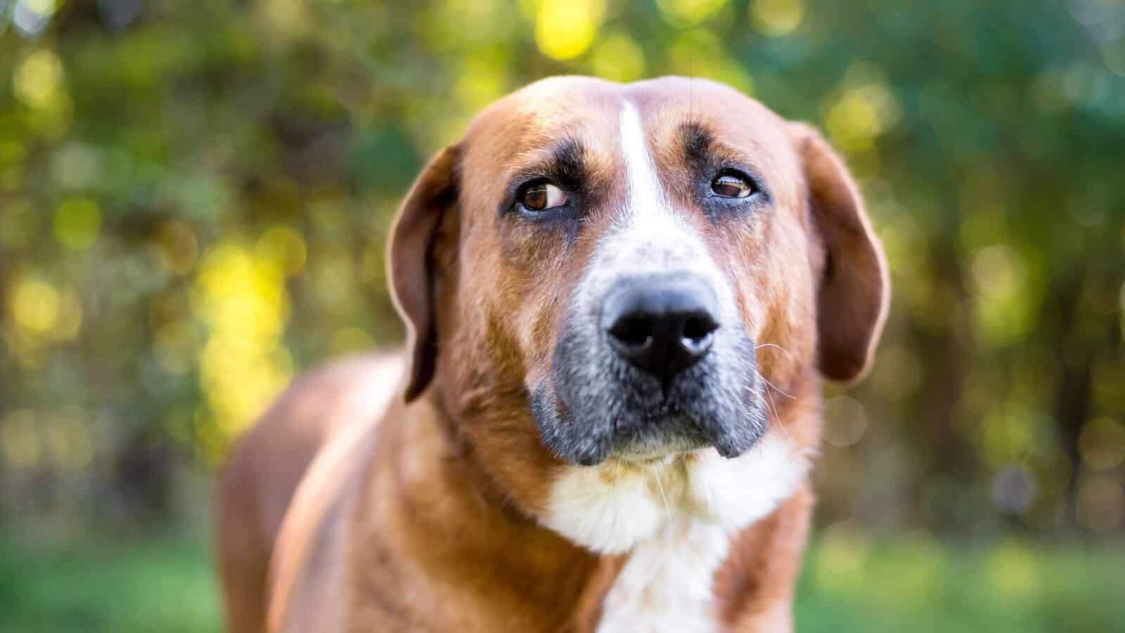 10 reasons why your dog stares at you - The Queen Zone