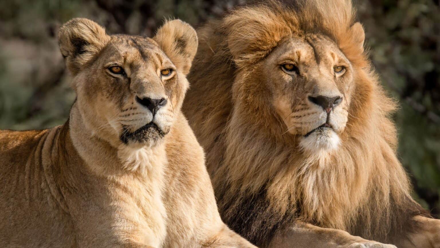 What lion prides can teach CEOs about leadership, power, and unity ...