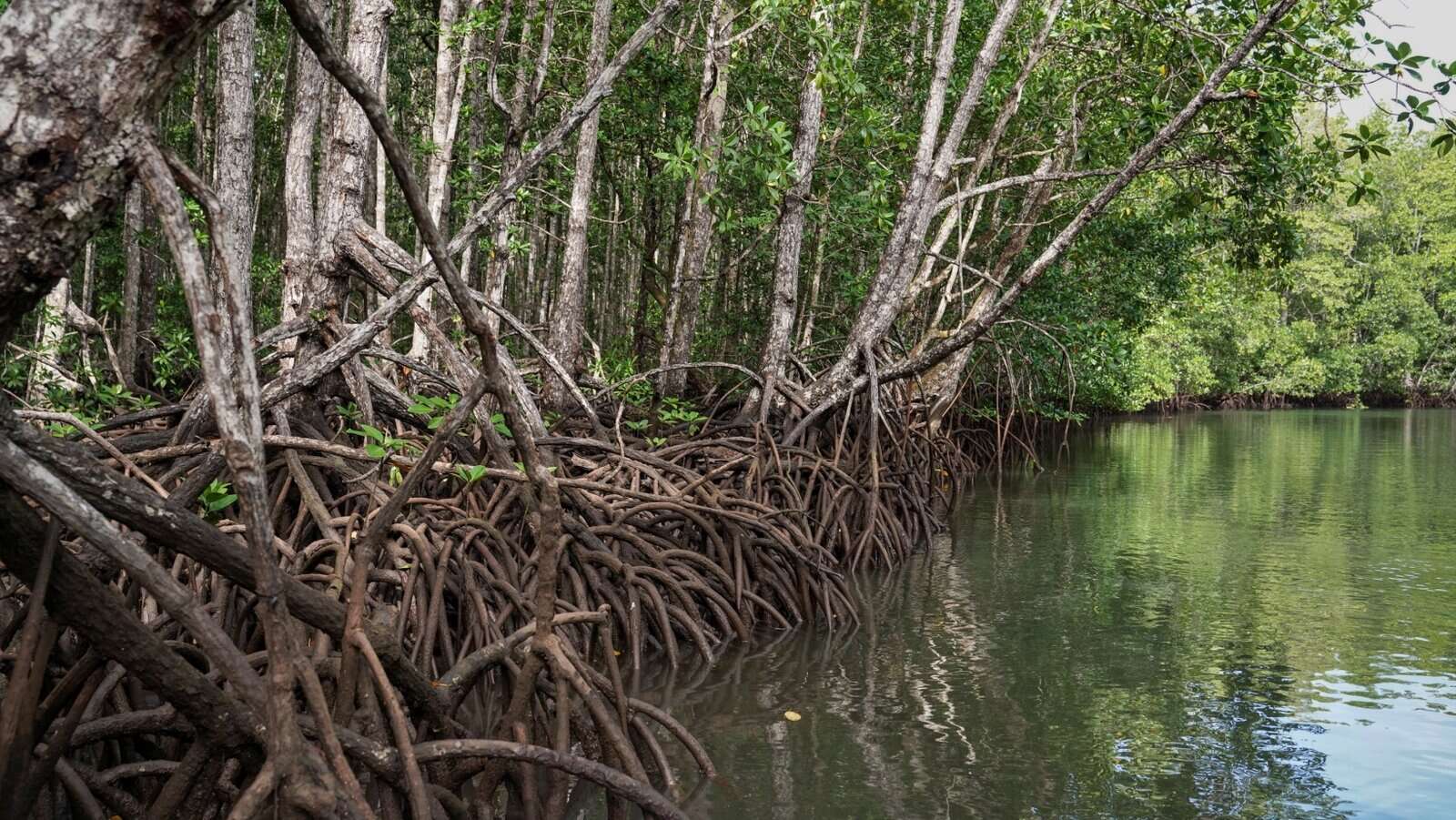 11 Reasons Why Mangroves Might Be the Most Important Trees You’ve Never ...