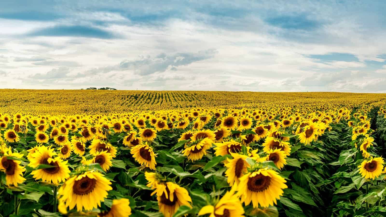 The 11 Most Magical Sunflower Festivals You Have to See to Believe ...