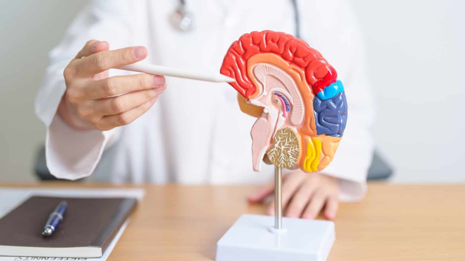 12 Brain Facts So Wild, They’ll Change the Way You Use Yours - The ...
