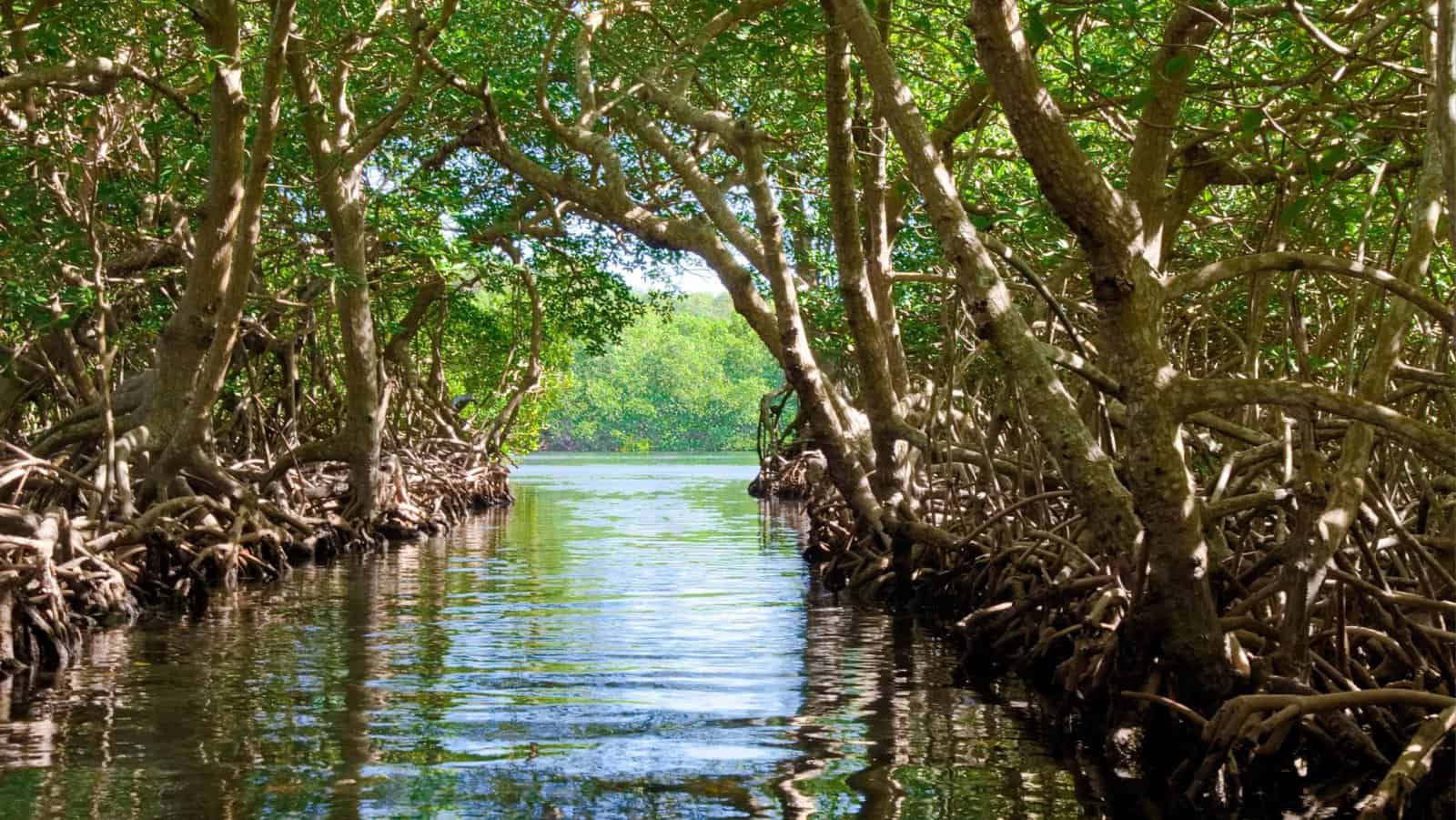 11 Reasons Why Mangroves Might Be the Most Important Trees You’ve Never ...
