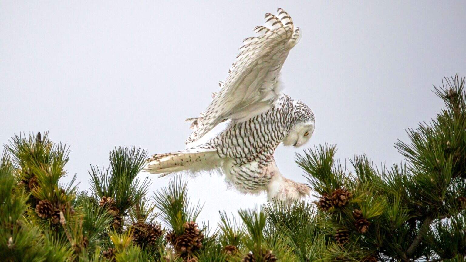 10 Owl Facts That Show Why These Birds Are Nature’s Silent Assassins ...