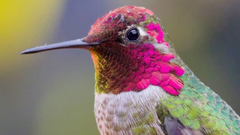 Myths and Legends of Hummingbirds Around the World - The Queen Zone