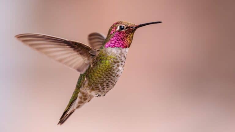 Myths and Legends of Hummingbirds Around the World - The Queen Zone