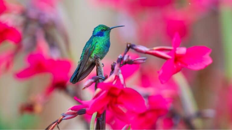 Myths and Legends of Hummingbirds Around the World - The Queen Zone