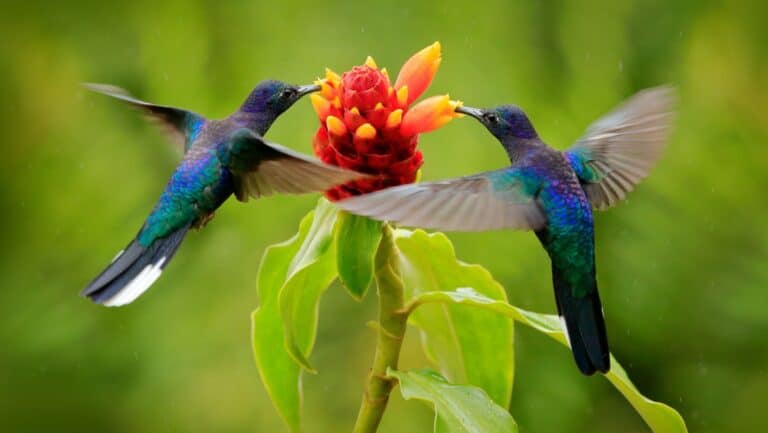Myths and Legends of Hummingbirds Around the World - The Queen Zone