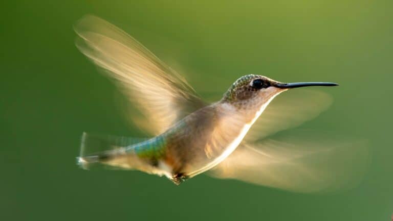 Myths and Legends of Hummingbirds Around the World - The Queen Zone