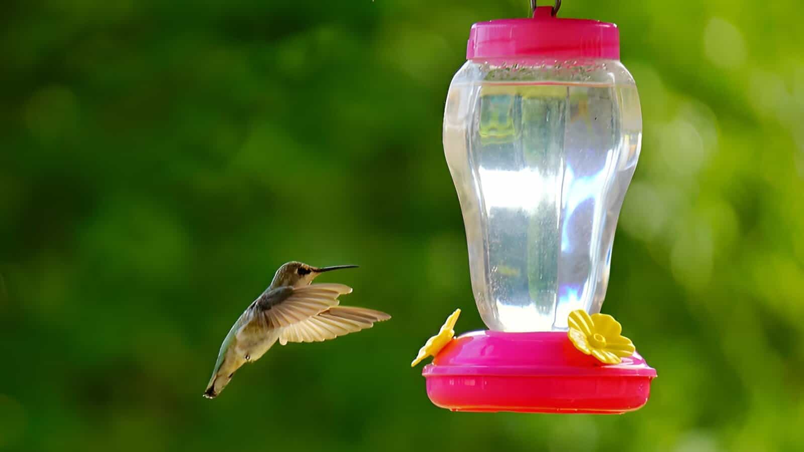 Myths and Legends of Hummingbirds Around the World - The Queen Zone