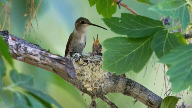 Myths and Legends of Hummingbirds Around the World - The Queen Zone
