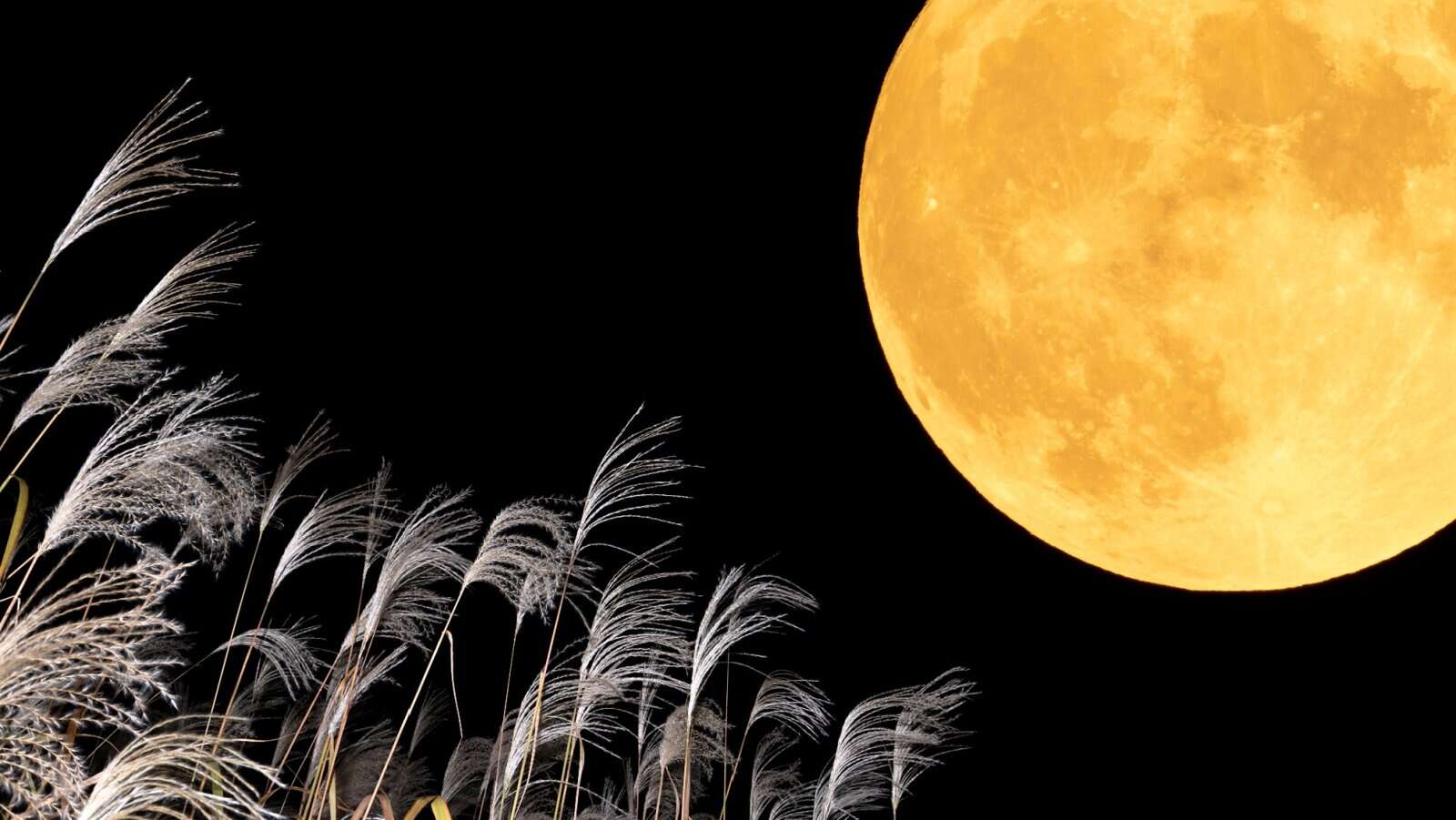 September’s Corn Moon marks harvest and human tradition - The Queen Zone