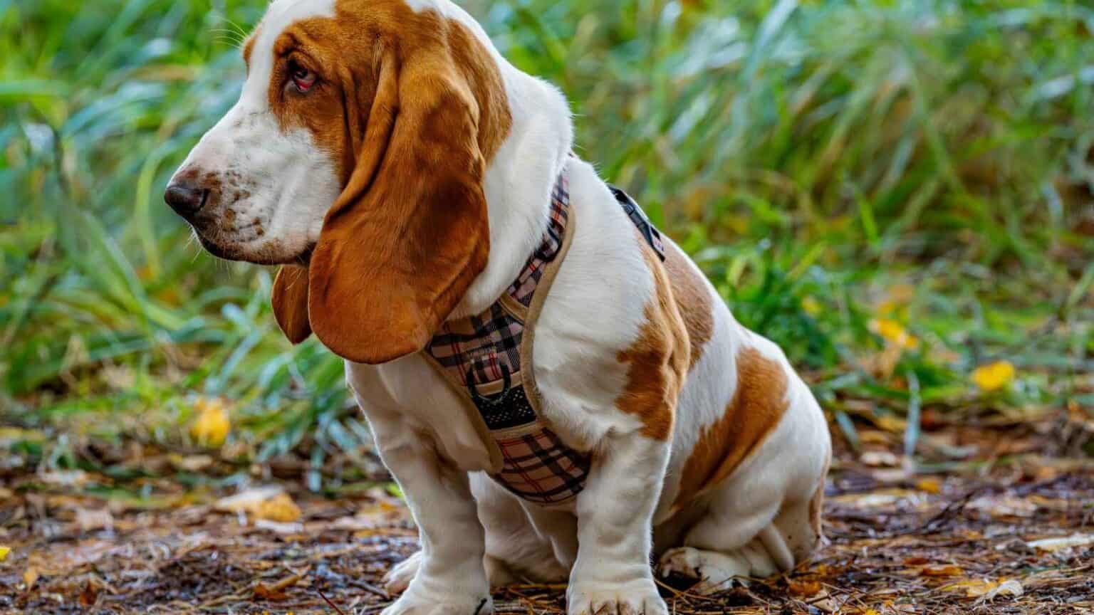 13 dog breeds that are great with cats - The Queen Zone