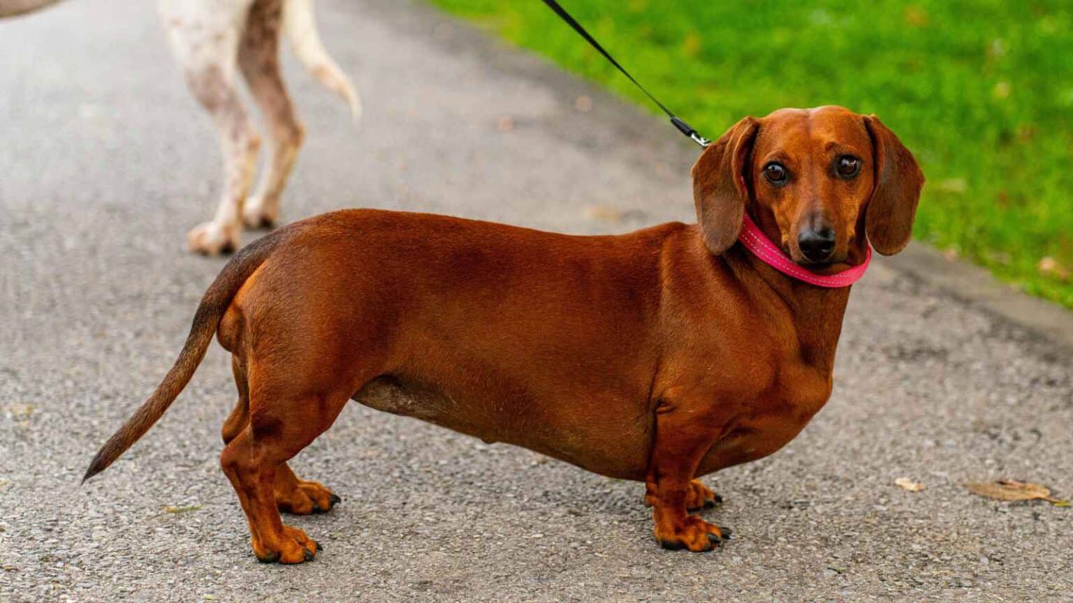 Top 14 Dog Breeds Vets Say Shouldn’t Be Pets Despite Their Fame - The ...