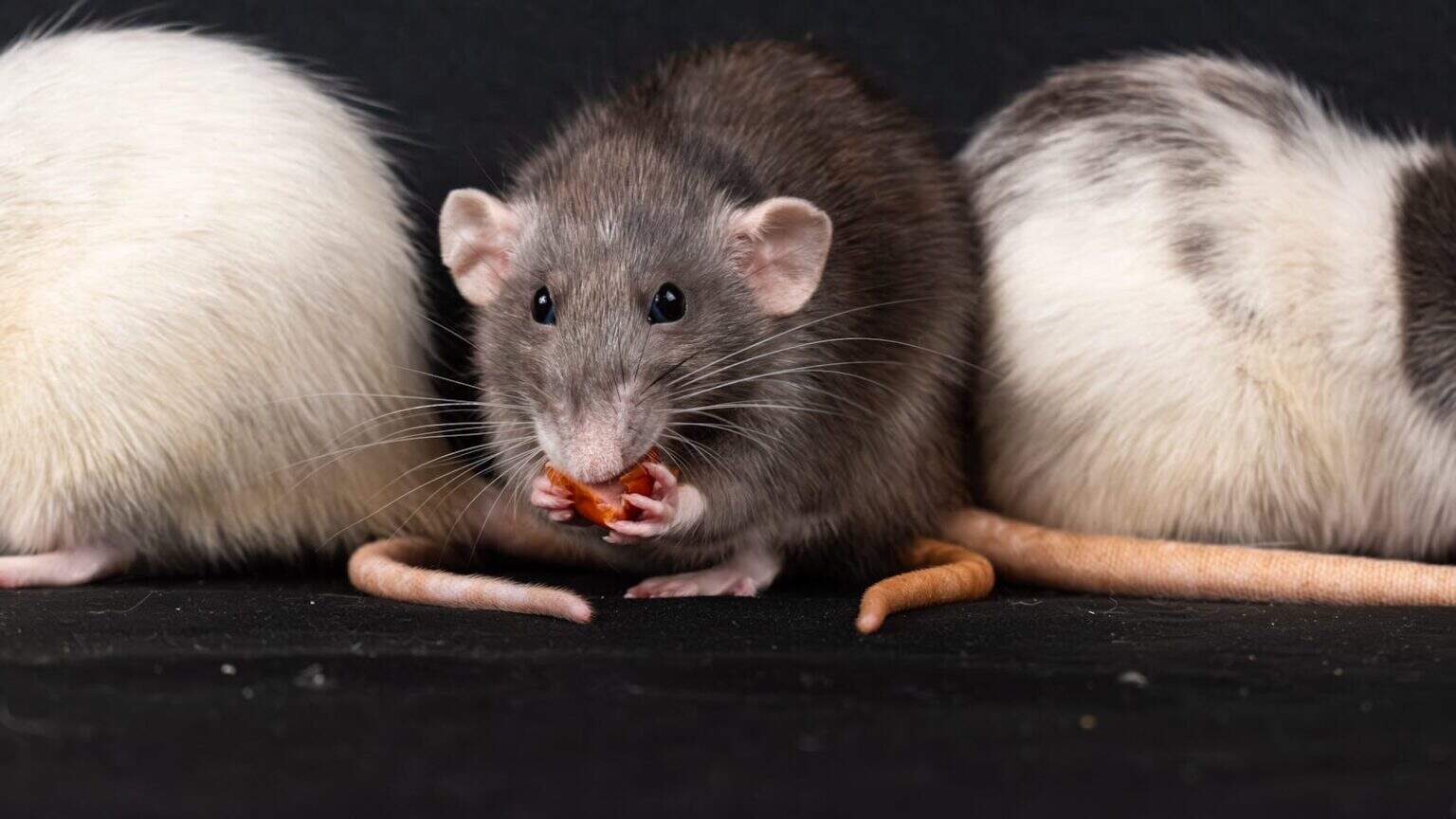 11 smartest animals in the animal kingdom - The Queen Zone