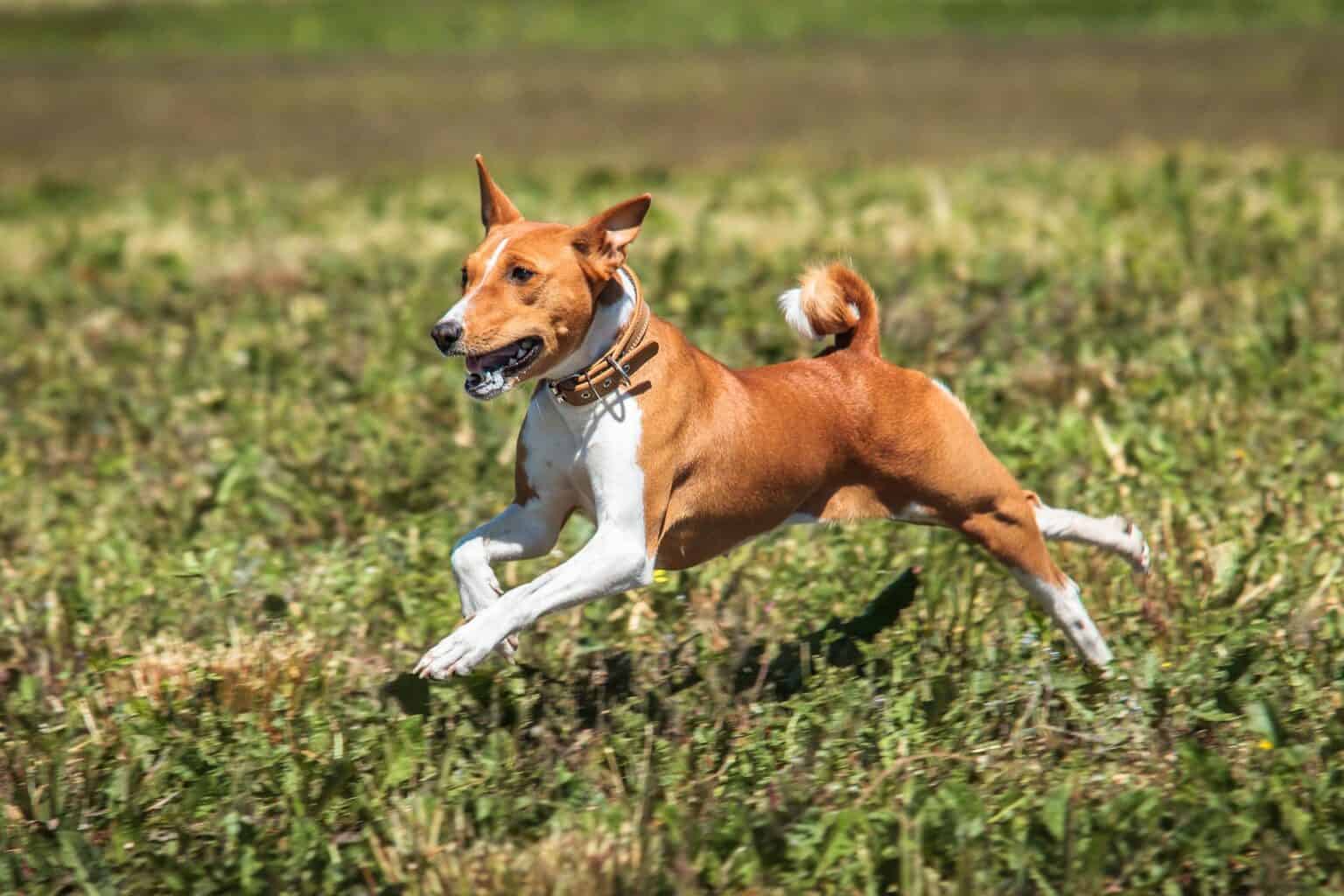These 15 dogs are topping the list of poorly behaved breeds ever - The ...