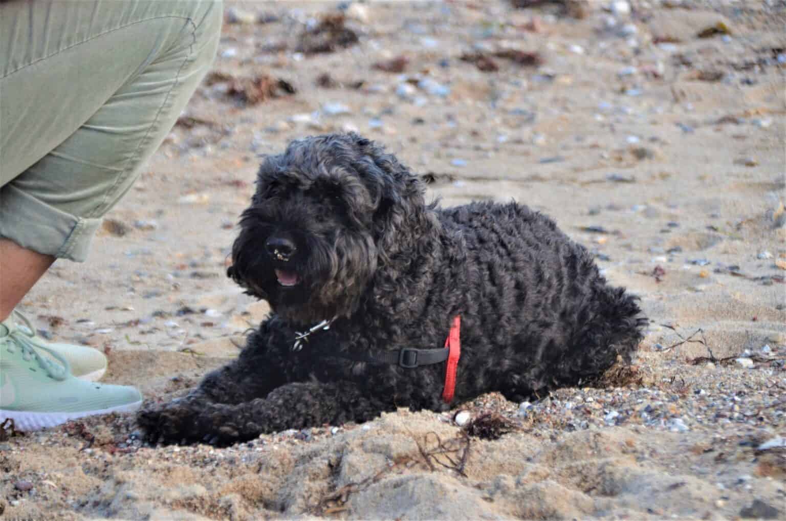 These 15 dogs are topping the list of poorly behaved breeds ever - The ...