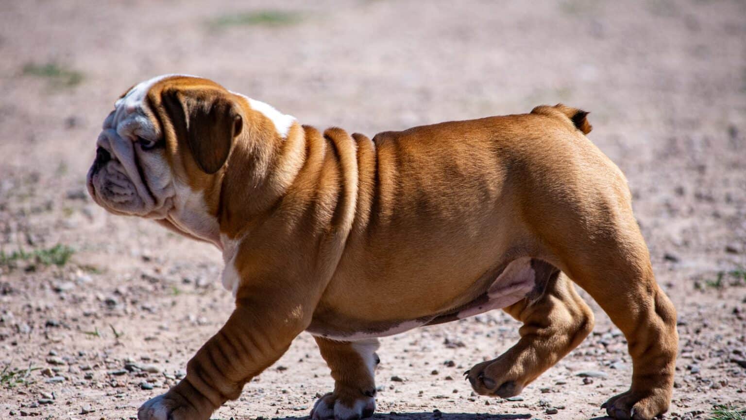 11 dog breeds with the shortest lifespans - The Queen Zone