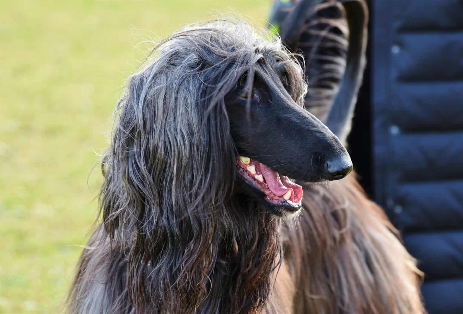 These 15 dogs are topping the list of poorly behaved breeds ever - The ...