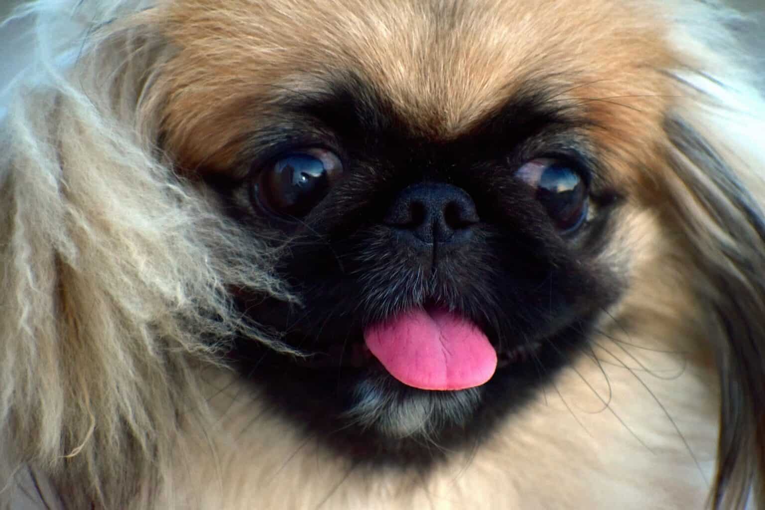 These 15 dogs are topping the list of poorly behaved breeds ever - The ...