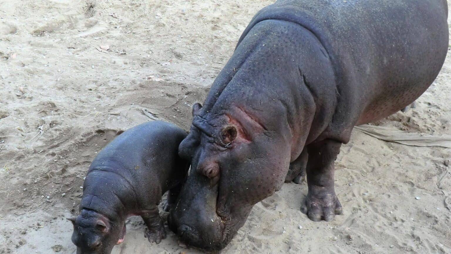 The Cutest Endangered Animal You’ve Never Heard Of: Meet the Pygmy ...