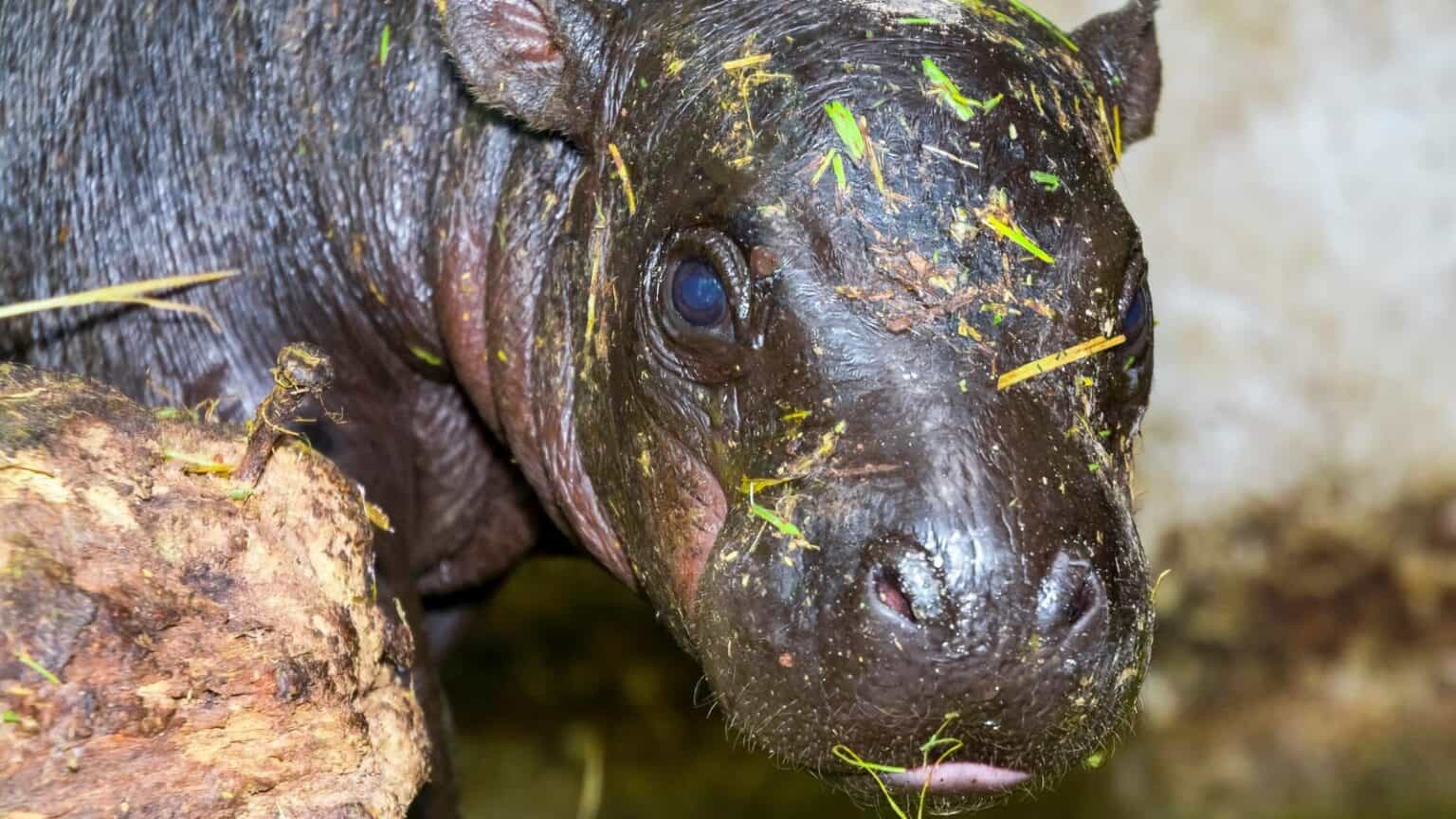 How One Viral Pygmy Hippo Is Changing Conservation - The Queen Zone
