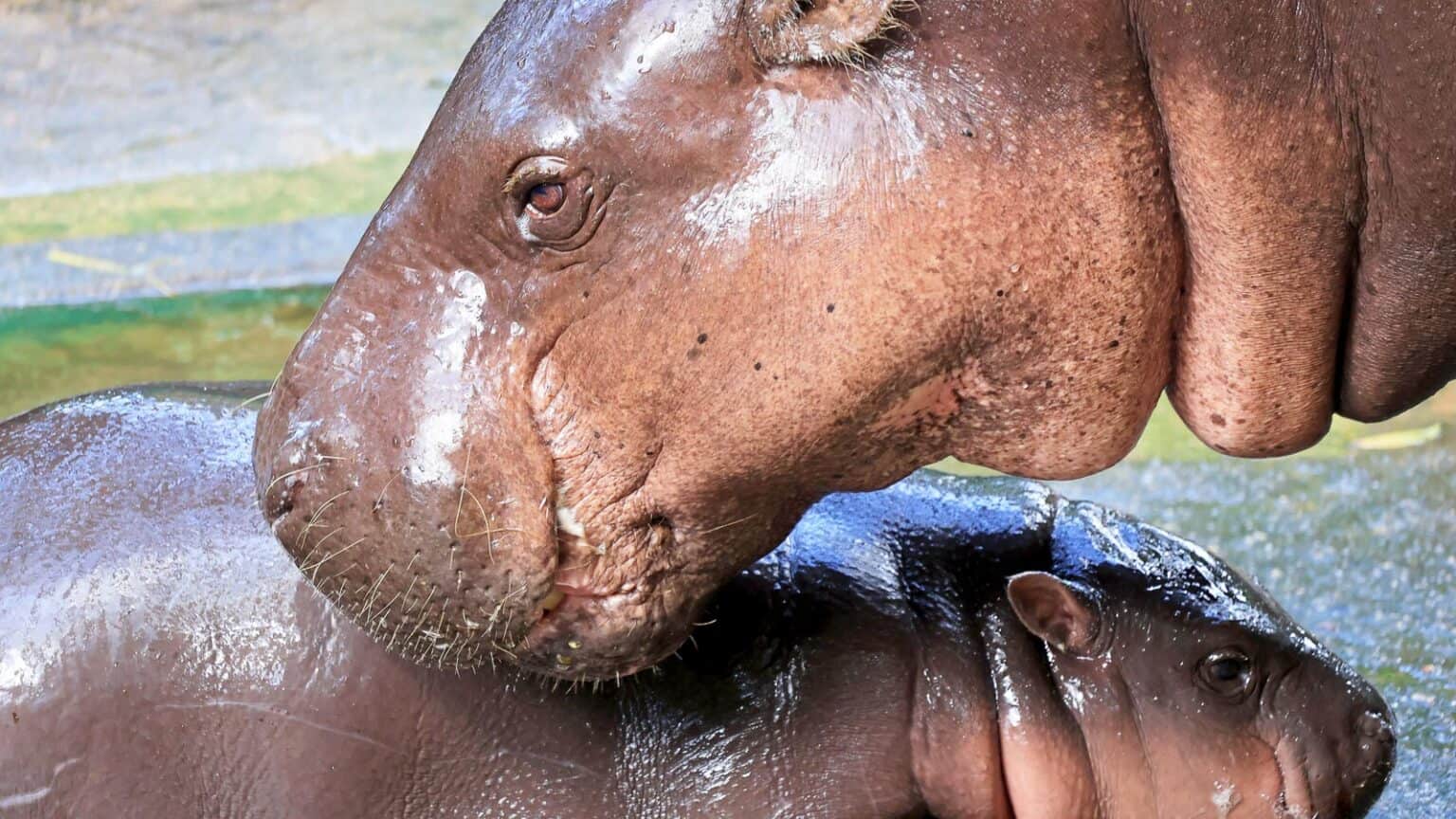 The Cutest Endangered Animal You’ve Never Heard Of: Meet the Pygmy ...