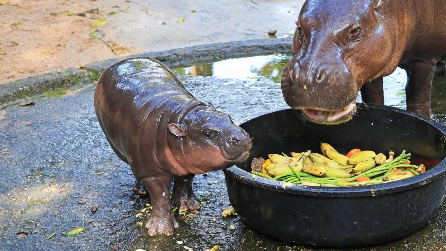 The Cutest Endangered Animal You’ve Never Heard Of: Meet the Pygmy ...